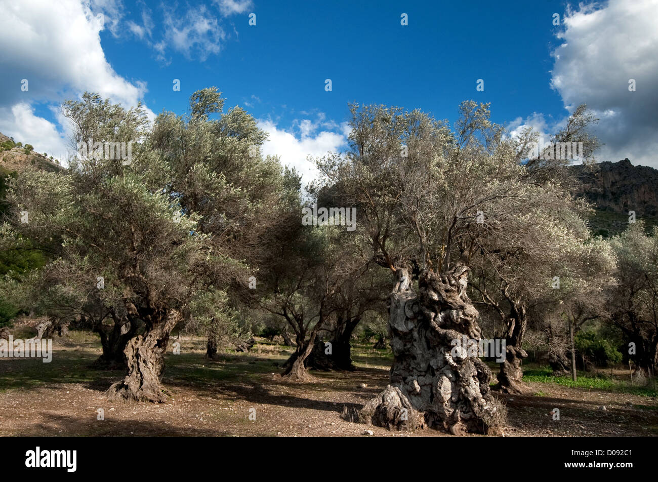 Sa calobra beach north mallorca hi-res stock photography and images - Alamy