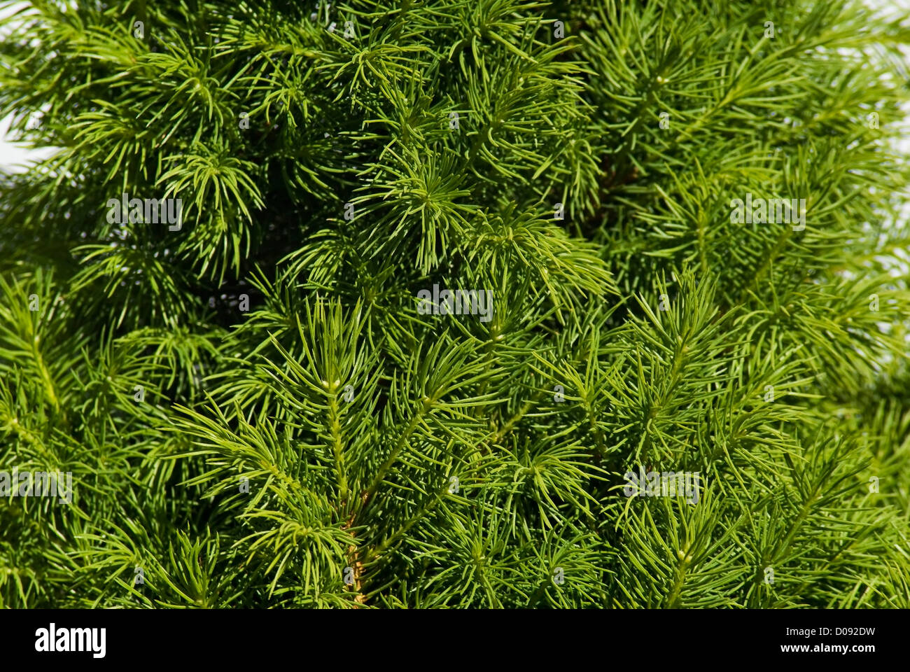 Vegetative branch hi-res stock photography and images - Alamy