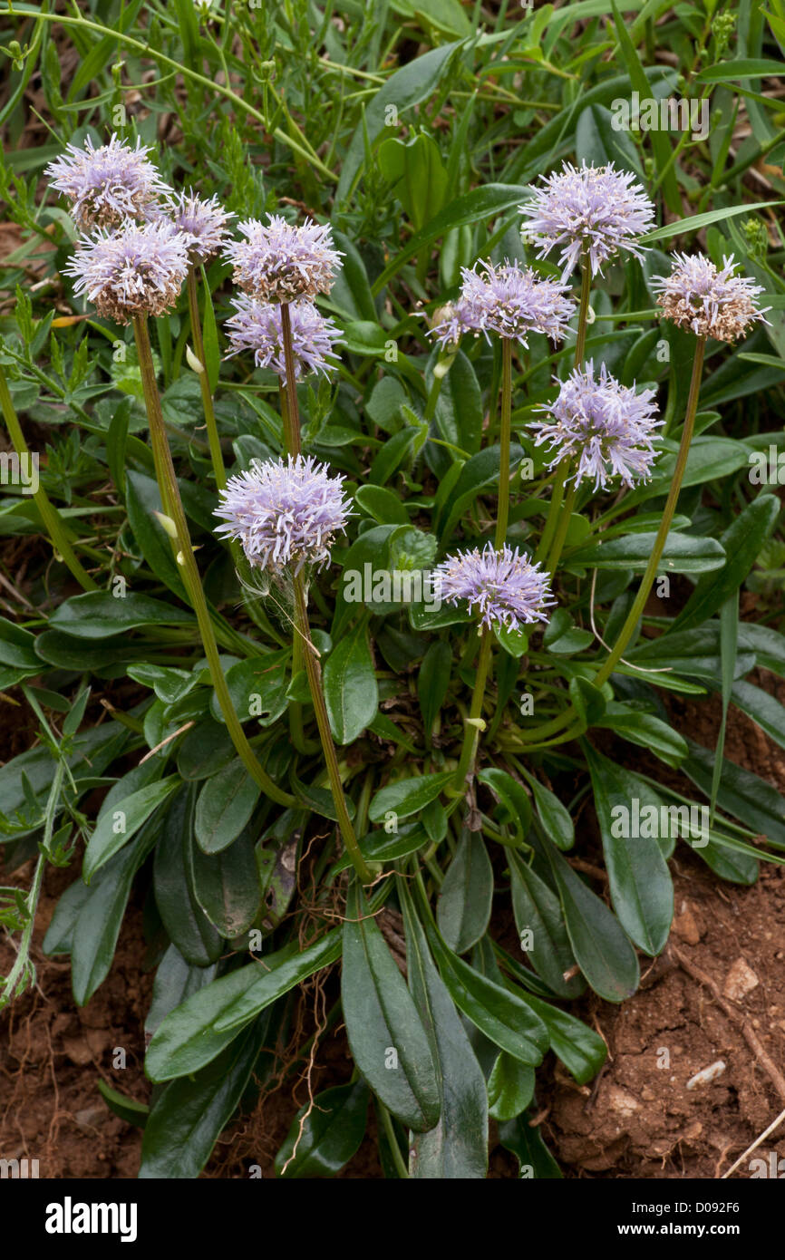 A globularia (Globularia nudicaulis) in flower, Picos de Europa, Spain ...