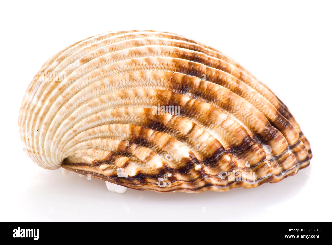 Sea shell over white background - isolated Stock Photo - Alamy