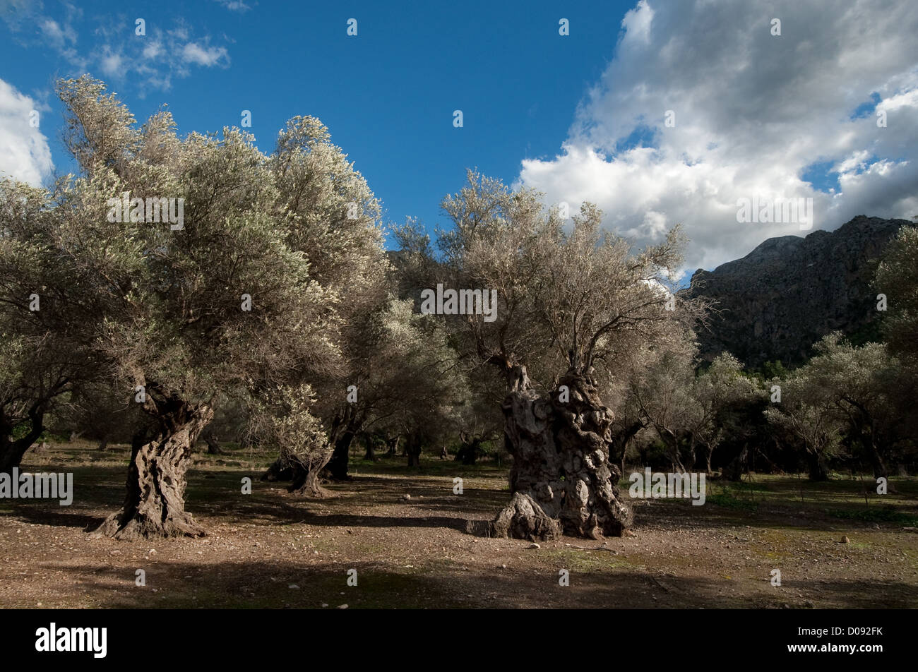 Cala Tuent beach with olive trees. North of Mallorca Island (Tramuntana ...