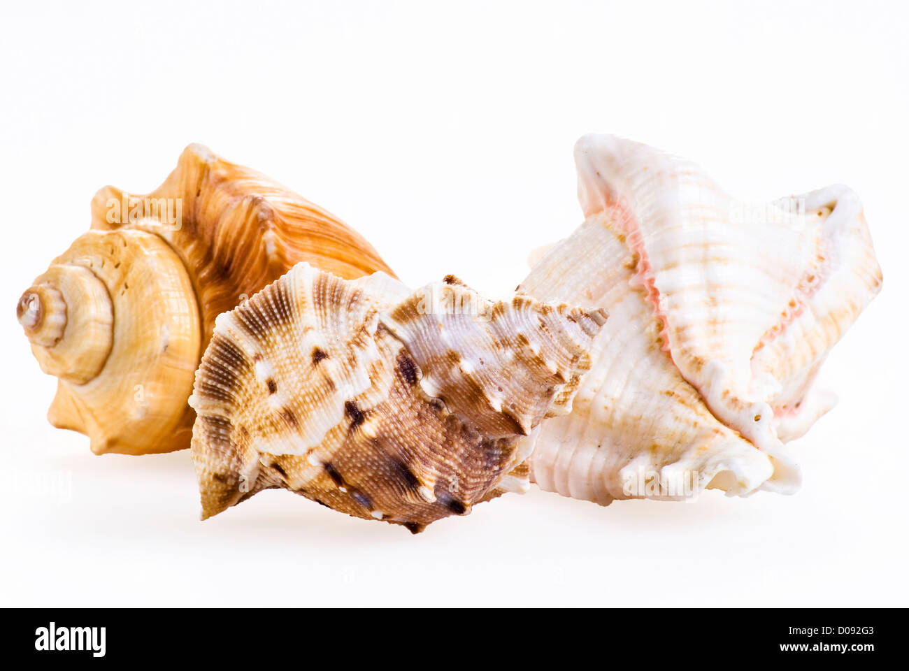 White shells background hi-res stock photography and images - Alamy