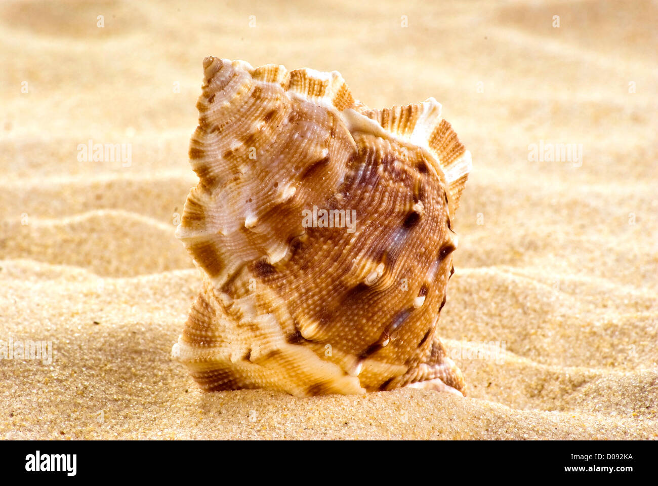 Close-up sea shell on the beach Stock Photo - Alamy