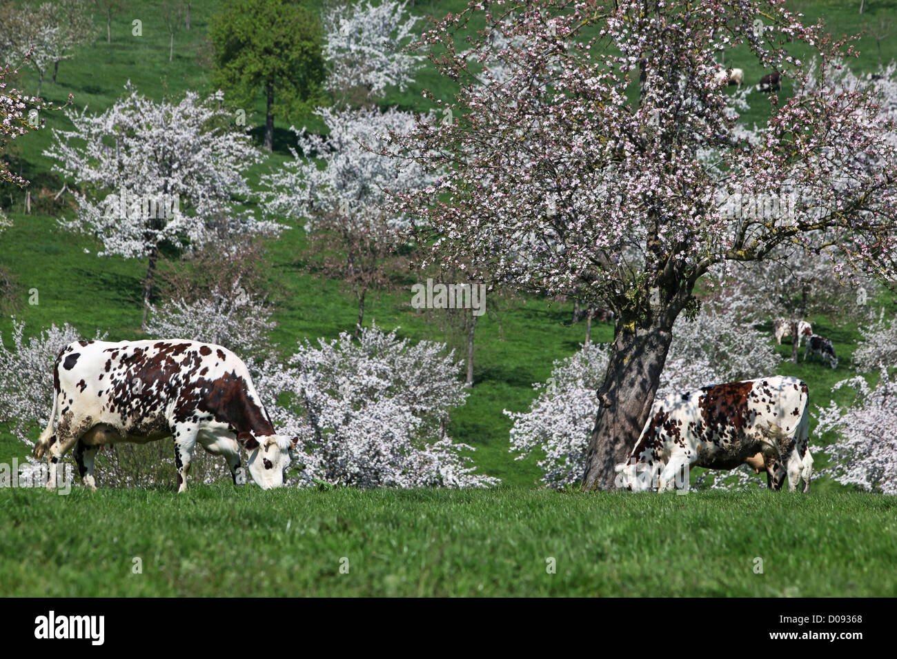 NORMANDY COWS UNDERNEATH THE FLOWERING APPLE TREES IN A MEADOW ORNE (61 ...