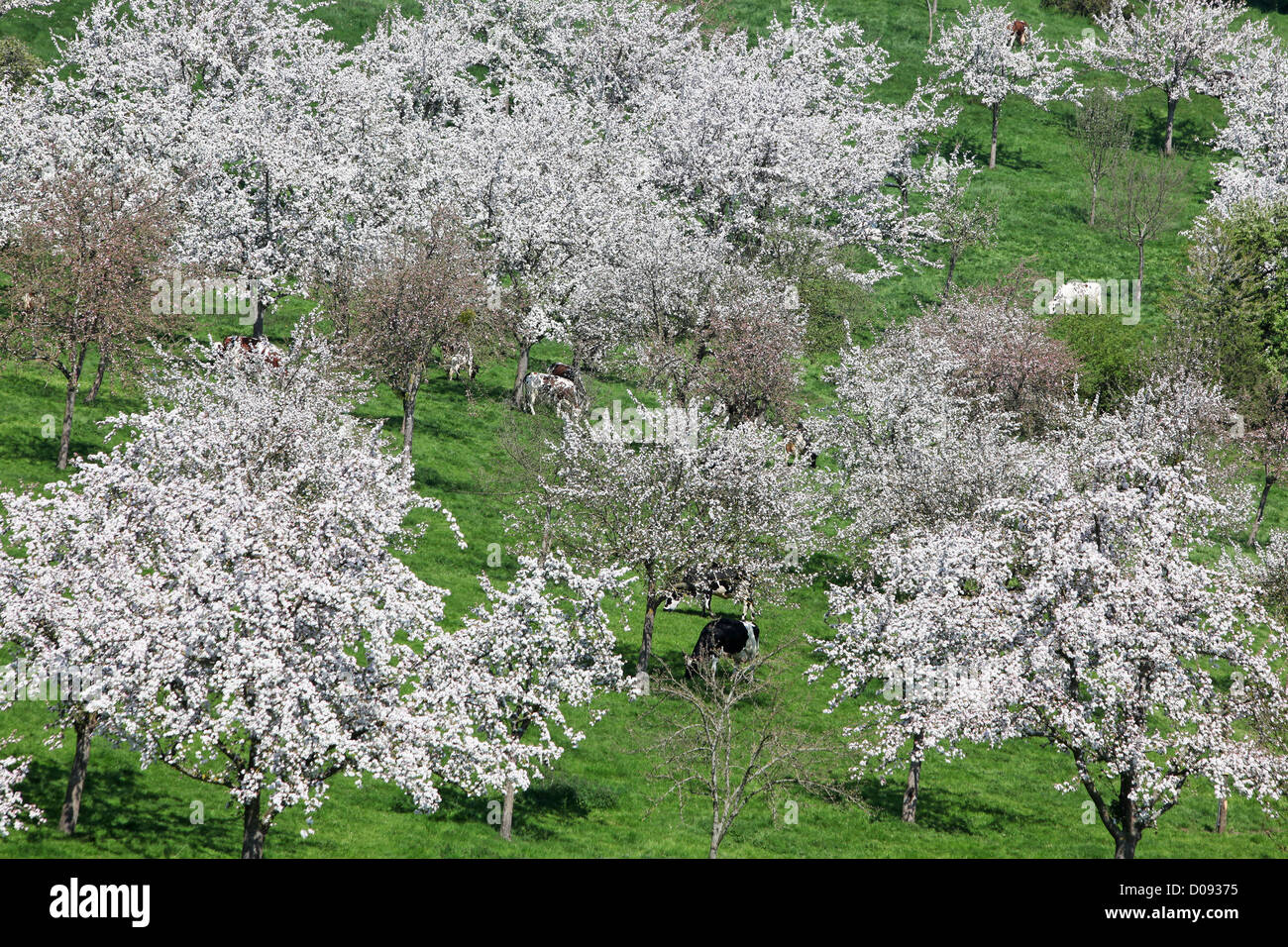 COWS IN A MEADOW UNDER THE FLOWERING APPLE TREES ORNE (61) FRANCE ...
