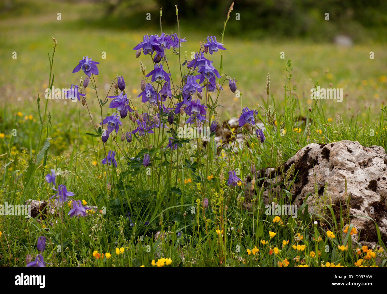 Common Columbine (Aquilegia vulgaris) Picos de Europa, Spain, Europe ...