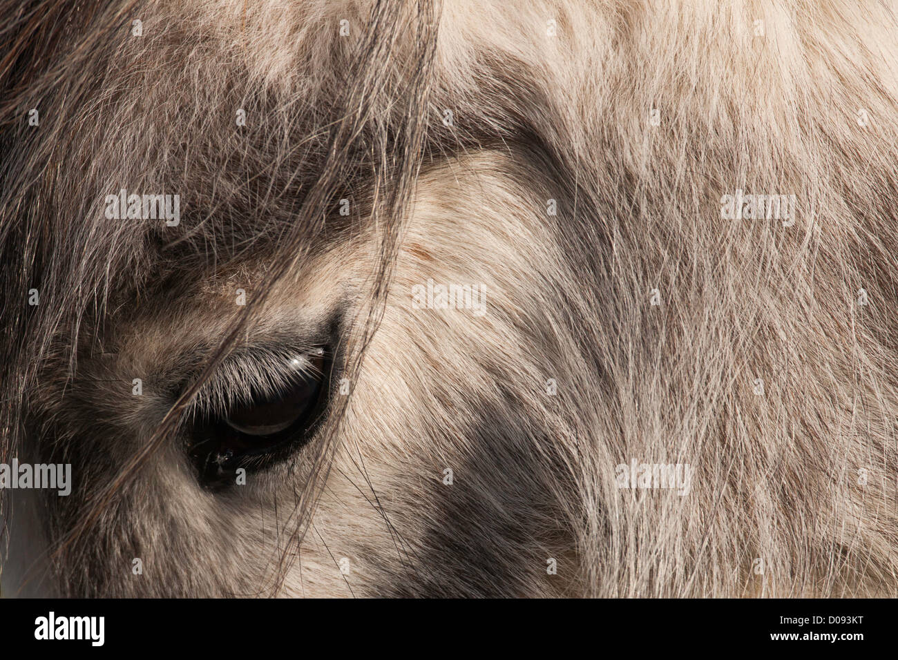 Pony eye hi-res stock photography and images - Alamy