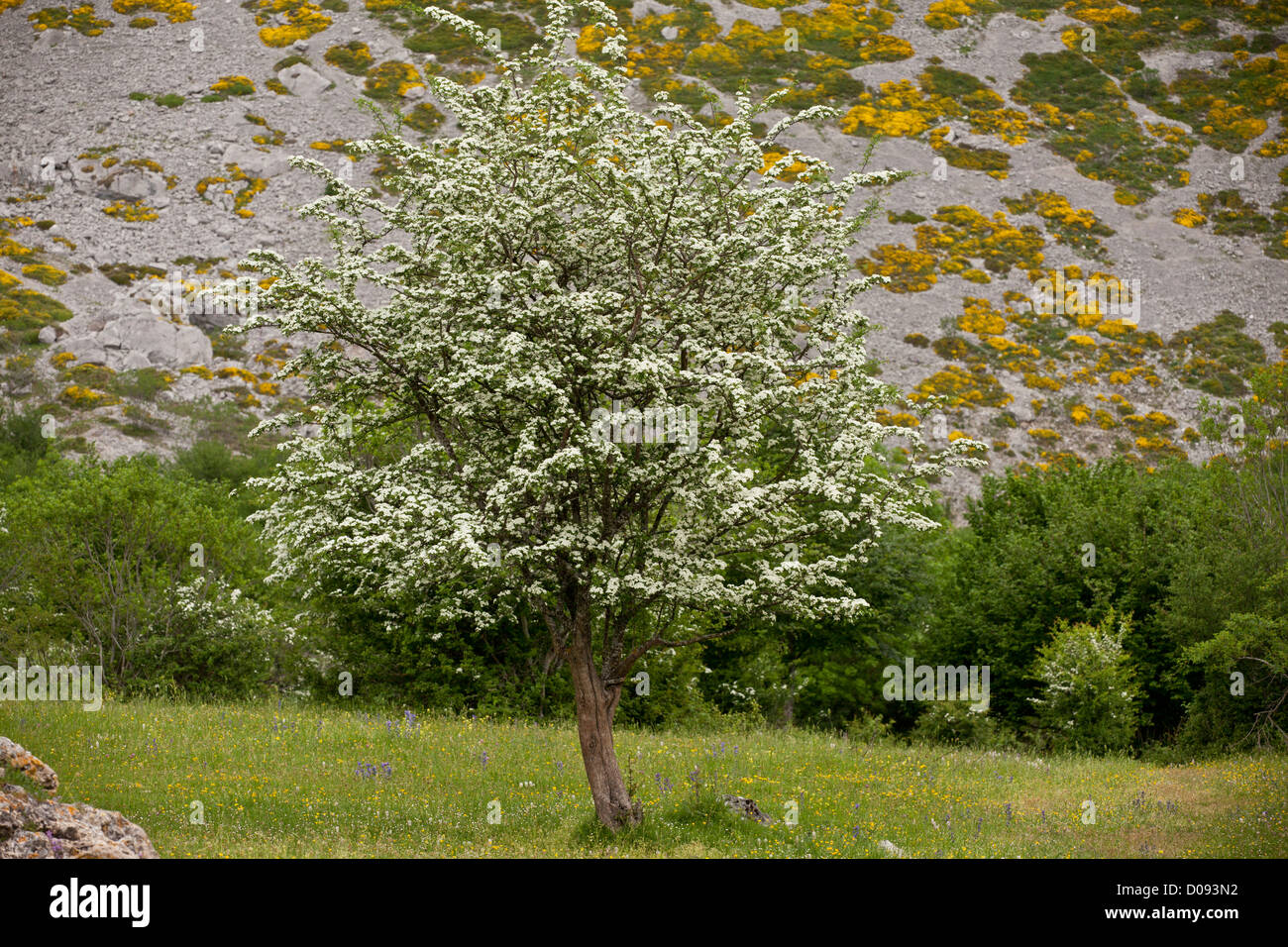 Picos de europa spring flowers hi-res stock photography and images - Alamy