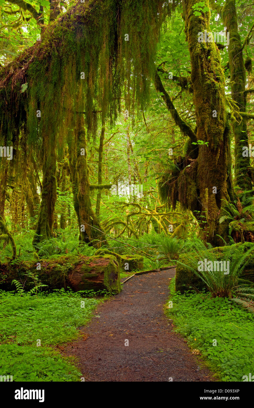 WA06654-00...WASHINGTON - Maple Glade Nature Trail in the heart of the ...