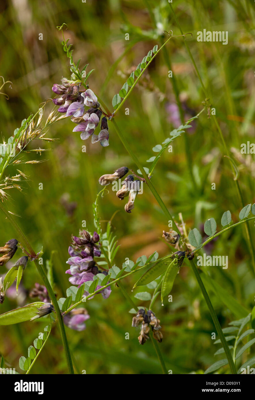 Bush Vetch (Vicia sepium) in flower, spring Stock Photo - Alamy