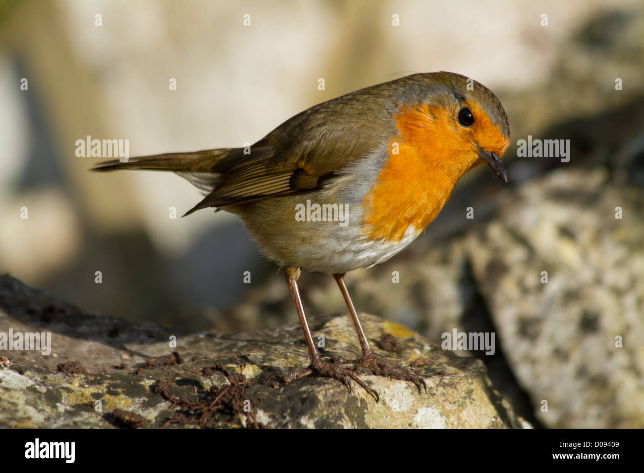 Robin standing on rocks in garden Stock Photo - Alamy