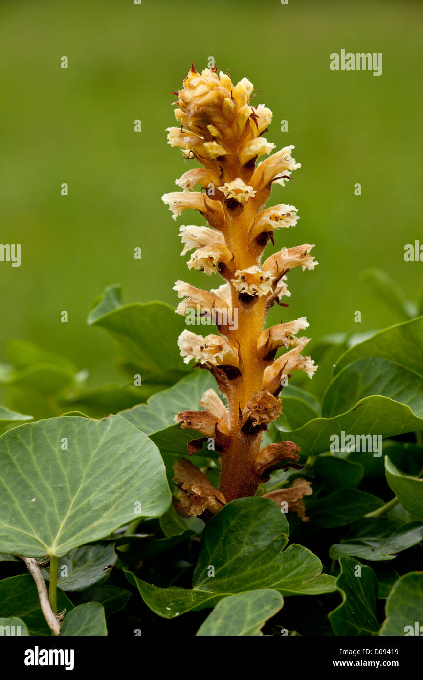 Ivy Broomrape (Orobanche hederae) parasitic on ivy, close-up Stock ...