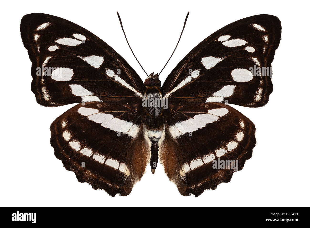 Species specimen hi-res stock photography and images - Alamy