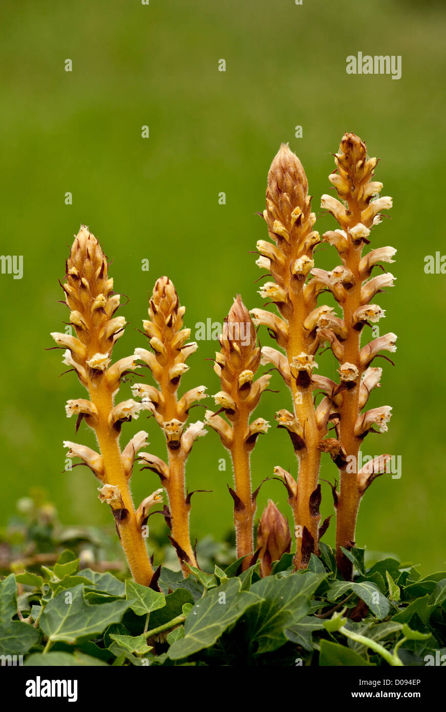 Ivy Broomrape (Orobanche hederae) parasitic on ivy, close-up Stock ...