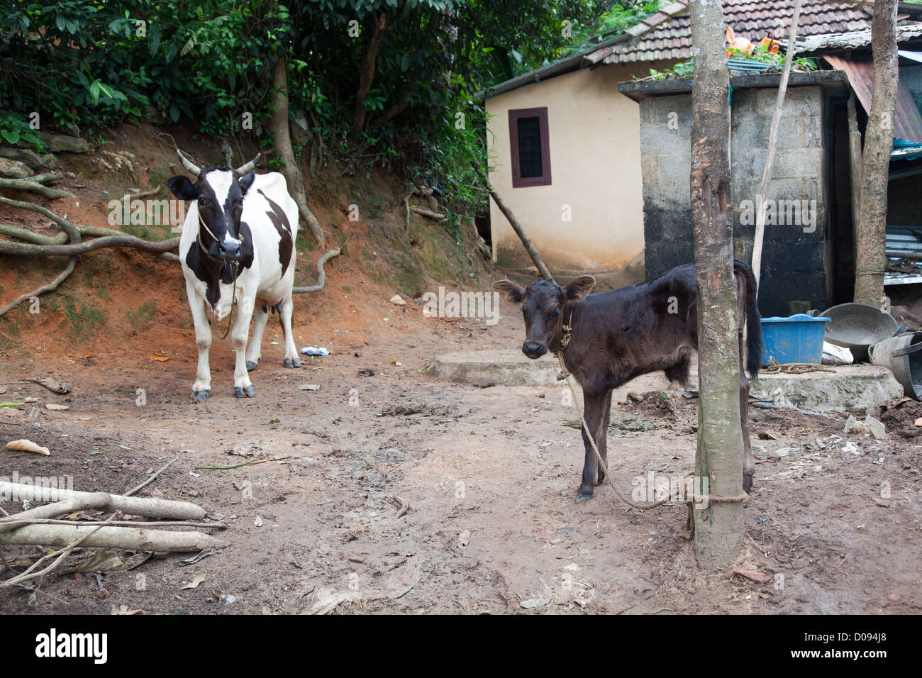 Cow Farm In Kerala