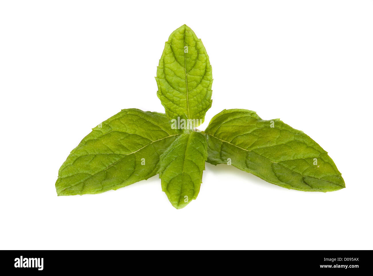 Fresh mint branch isolated over white background Stock Photo - Alamy
