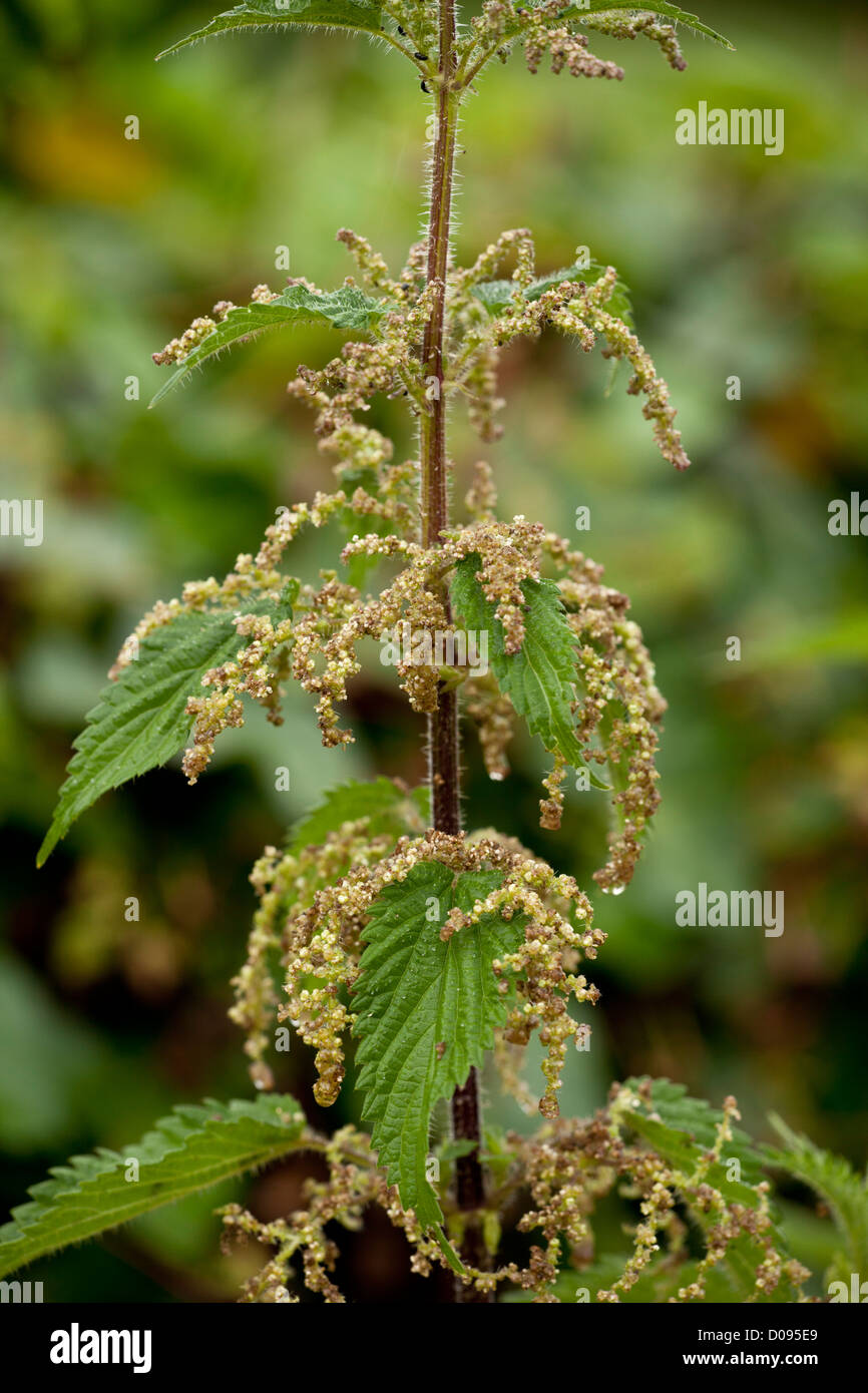 Stinging Nettle (Urtica dioica) in flower, close-up Stock Photo - Alamy