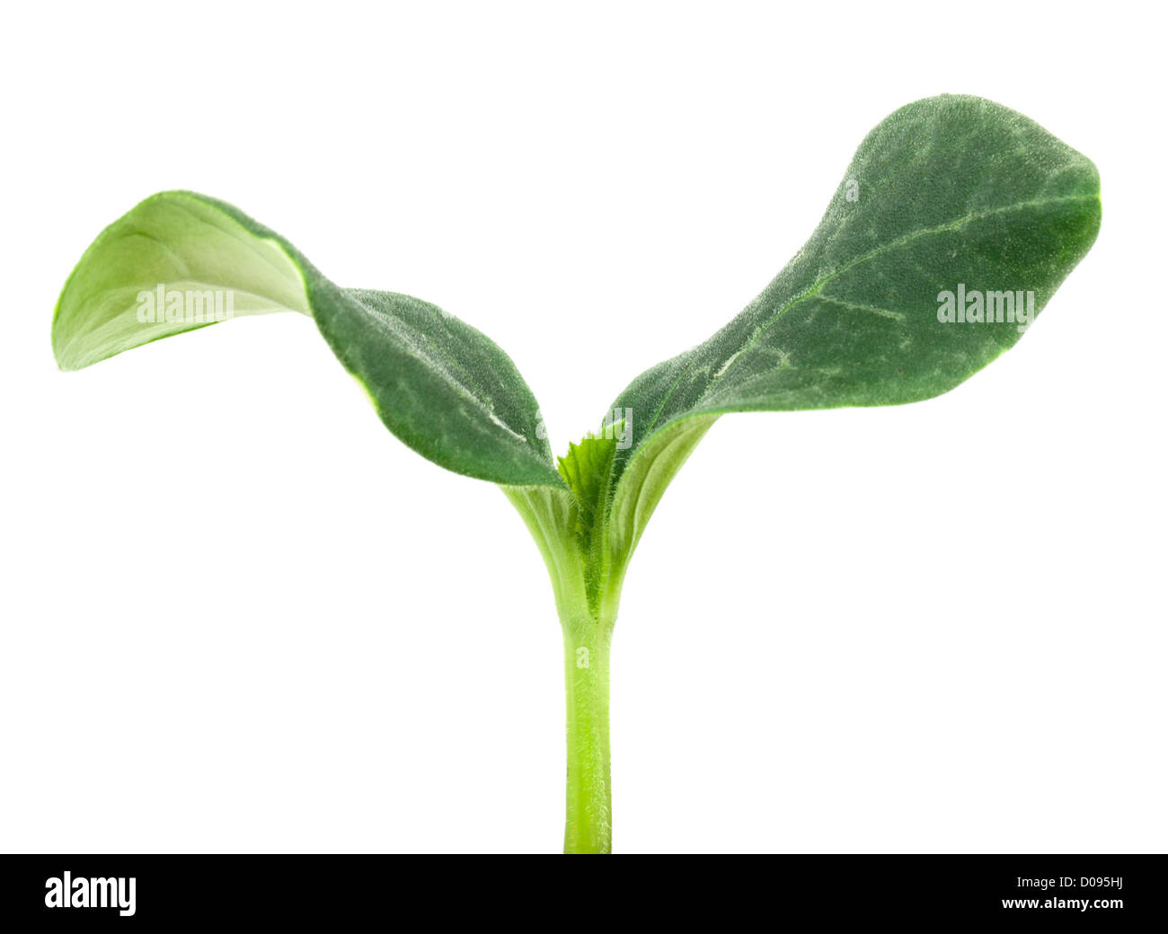 Pumpkin seedling on white background Stock Photo - Alamy