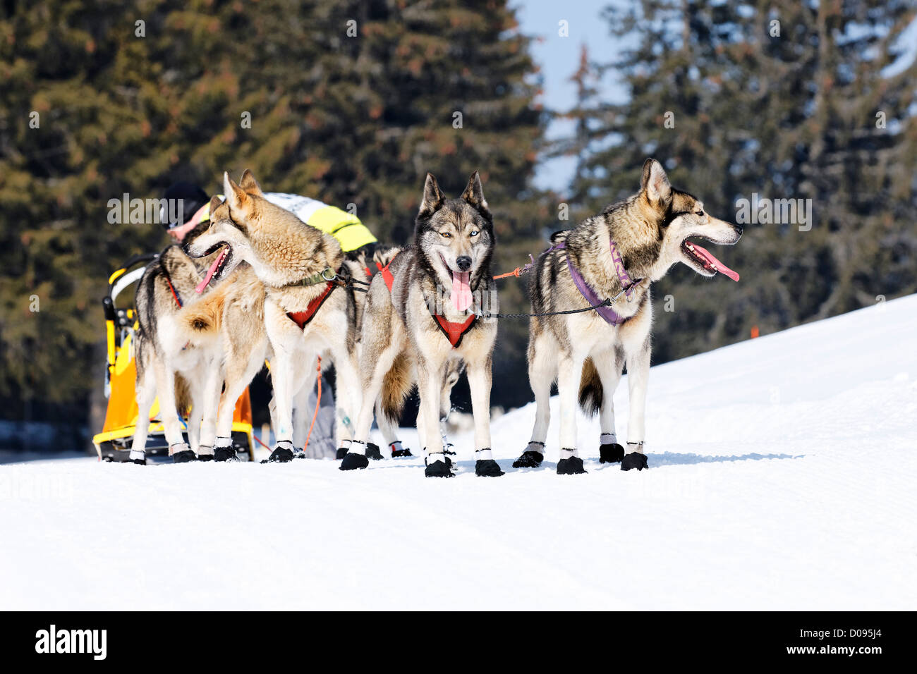 husky race on alpine mountain in winter Stock Photo - Alamy