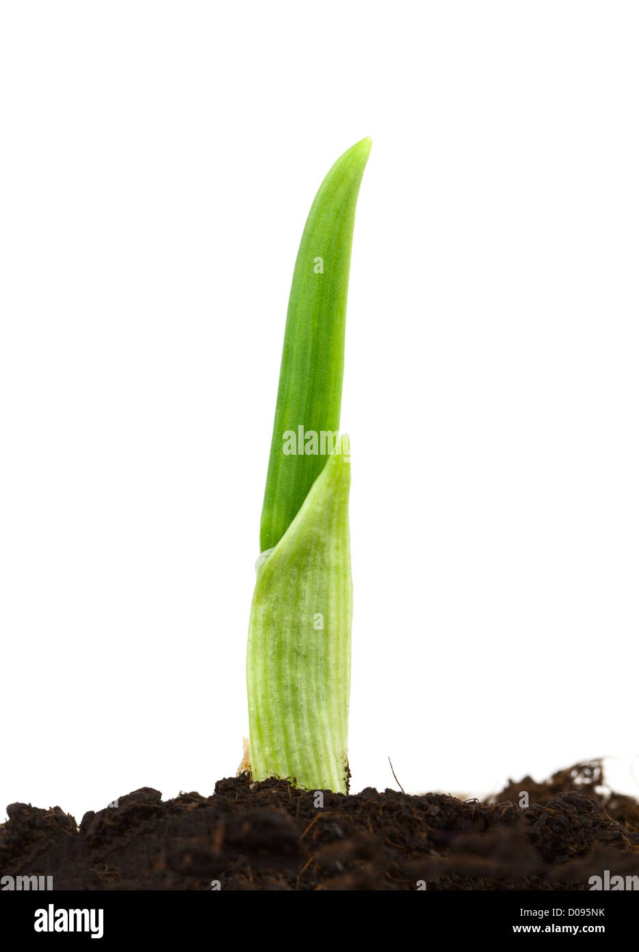 Garden tools white background vegetable hi-res stock photography and ...