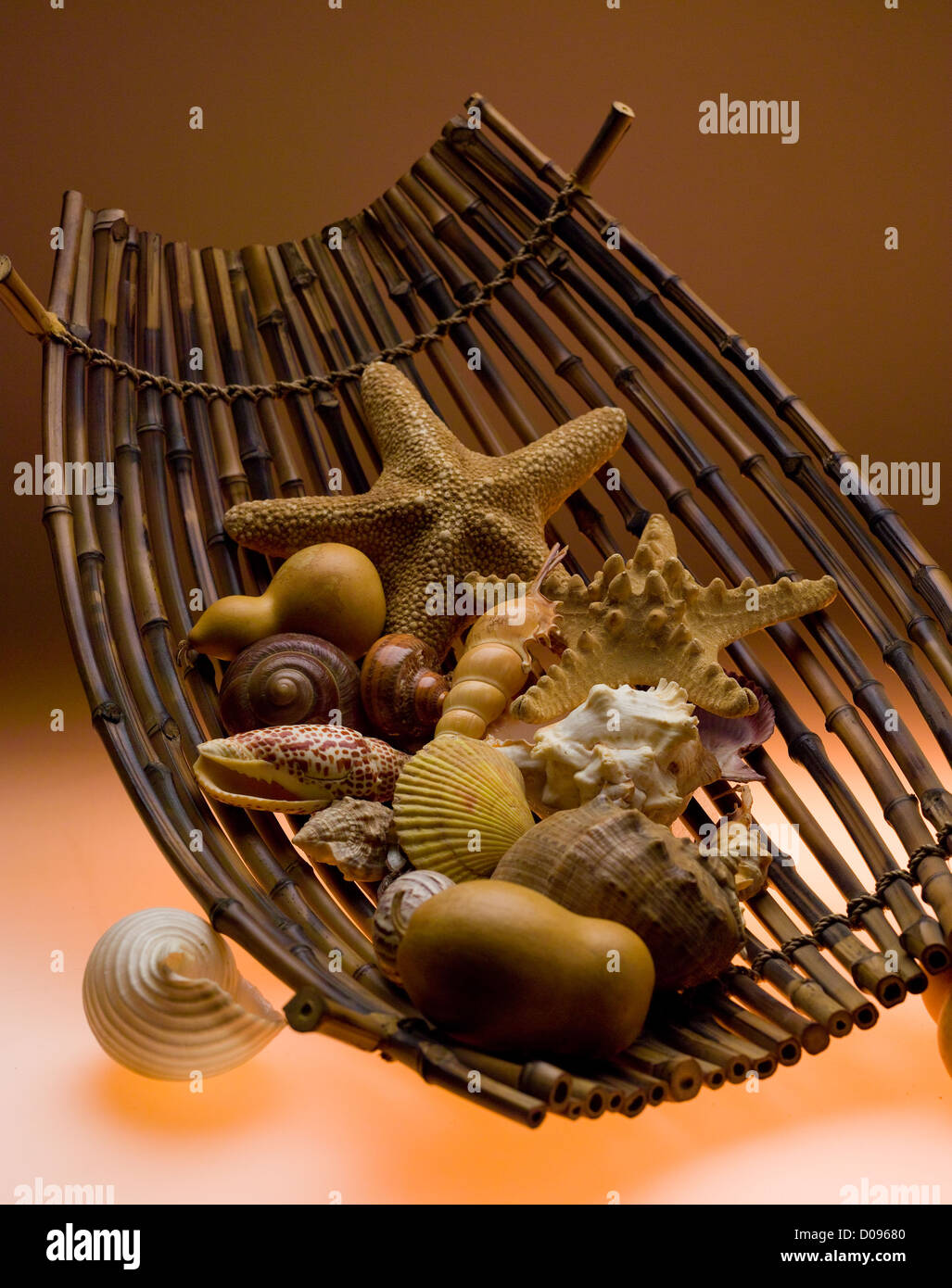 composition of sea shells in the studio Stock Photo - Alamy