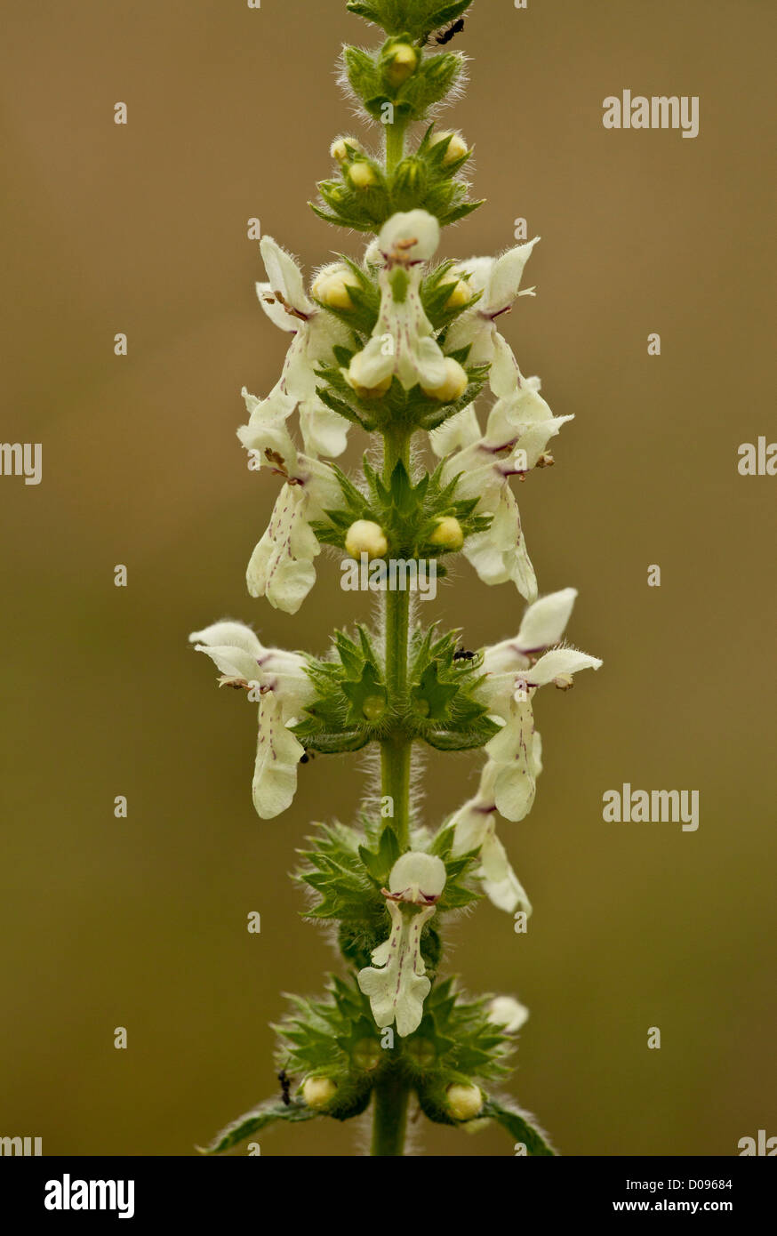 Recta vertical hi-res stock photography and images - Alamy