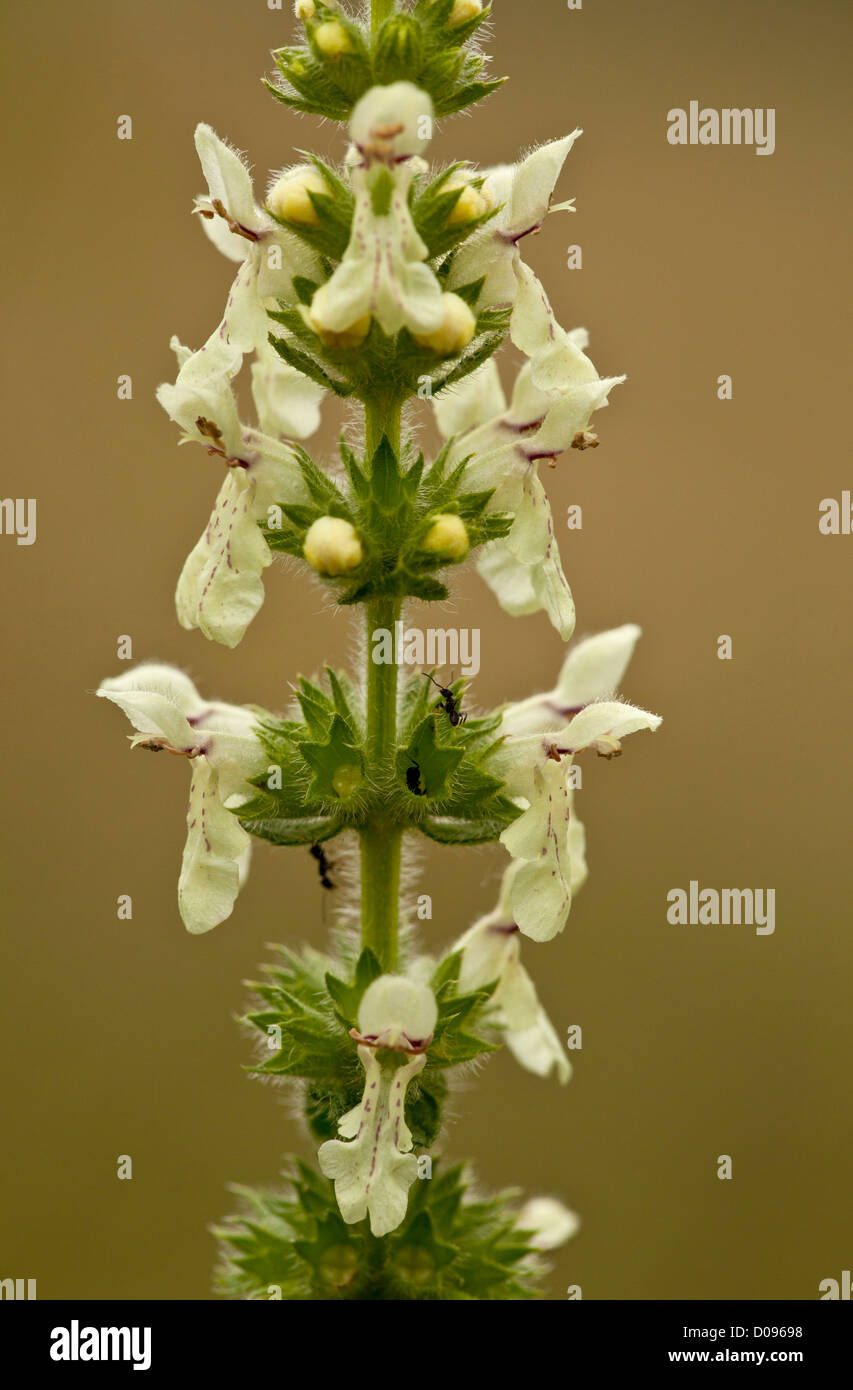 Yellow Woundwort (Stachys recta) in flower, close-up, Picos de Europa ...