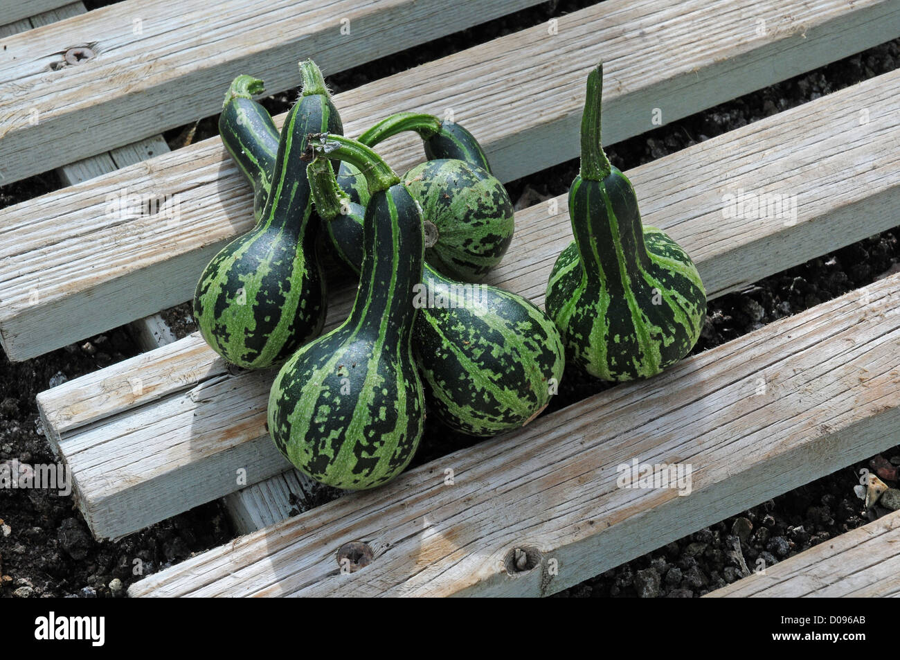 Spinning/dancing Gourds. West Dean Gardens Stock Photo - Alamy