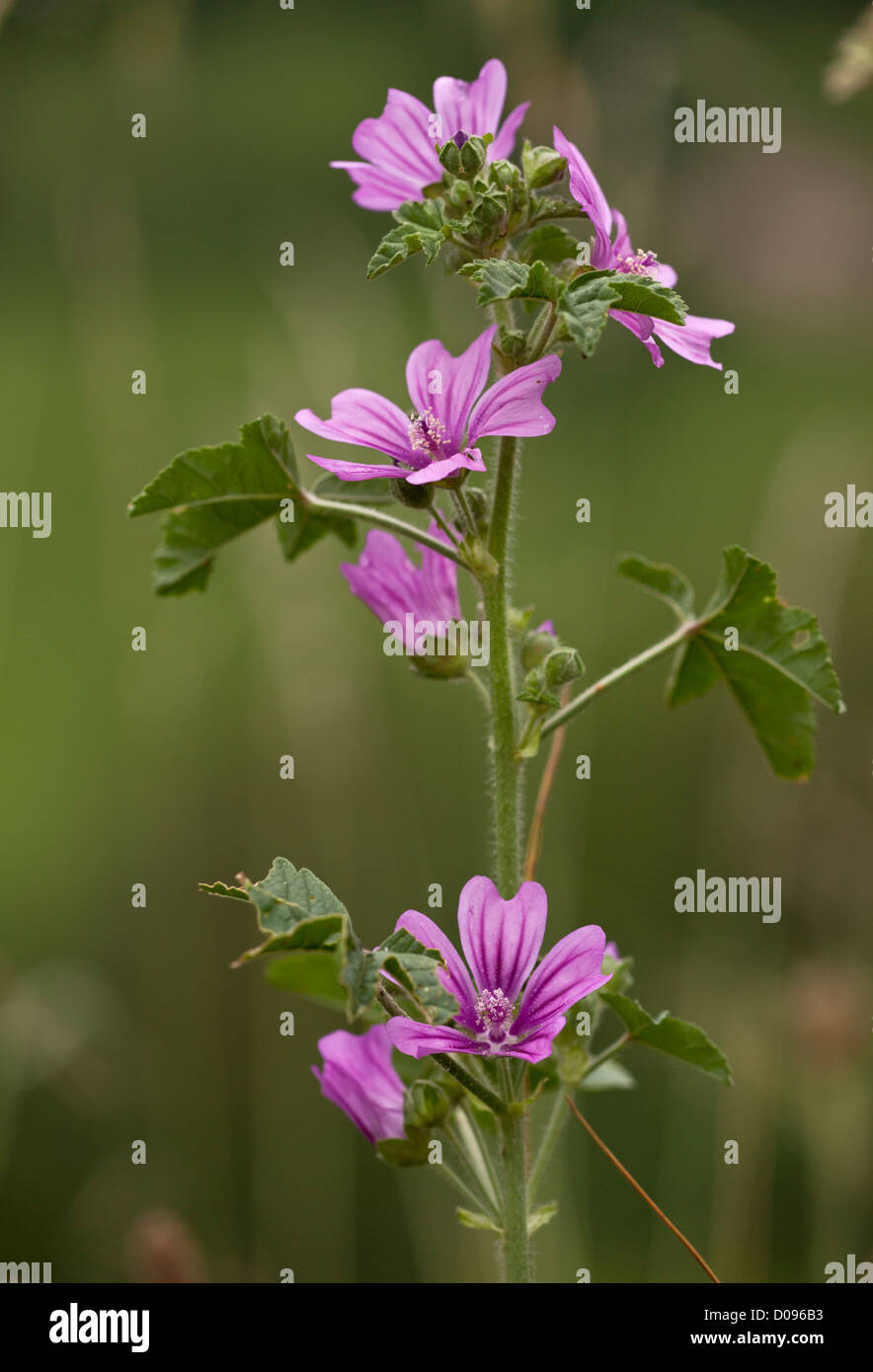 Common Mallow (Malva sylvestris) in flower, close-up Stock Photo - Alamy