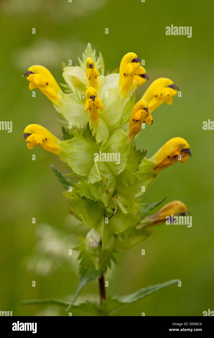 Greater Yellow-Rattle (Rinanthus angustifolius) in flower, close-up ...