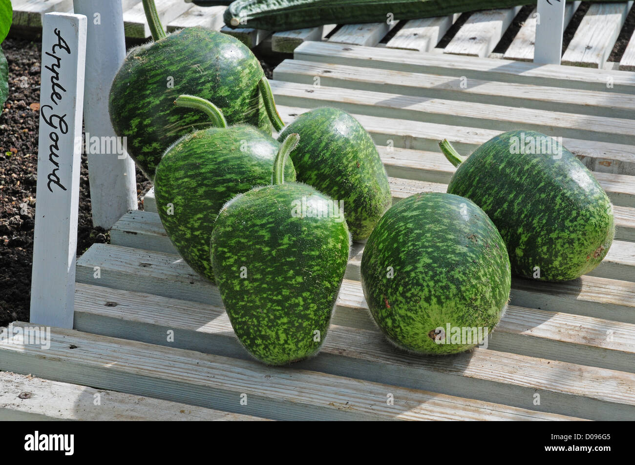 Apple Gourds. West Dean Gardens Stock Photo - Alamy