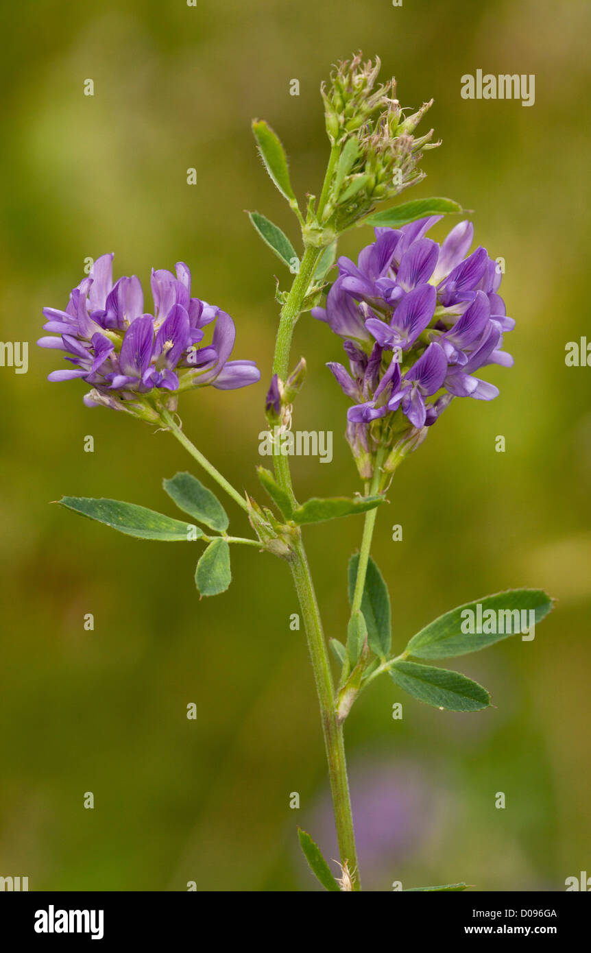 Medicago sativa hi-res stock photography and images - Alamy