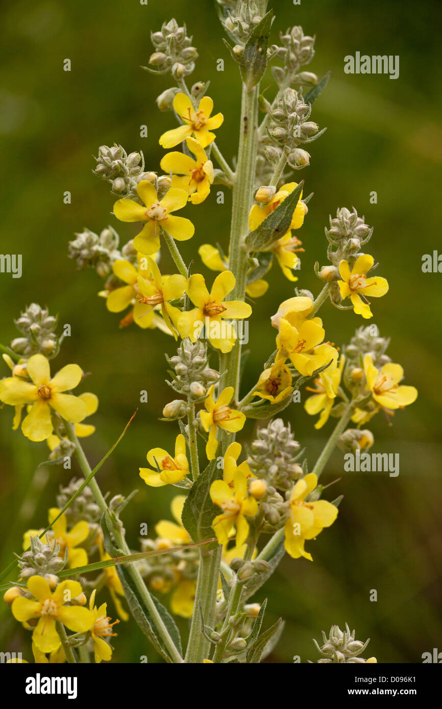 Yellow-flowered form of White Mullein (Verbascum lychnitis) in flower ...