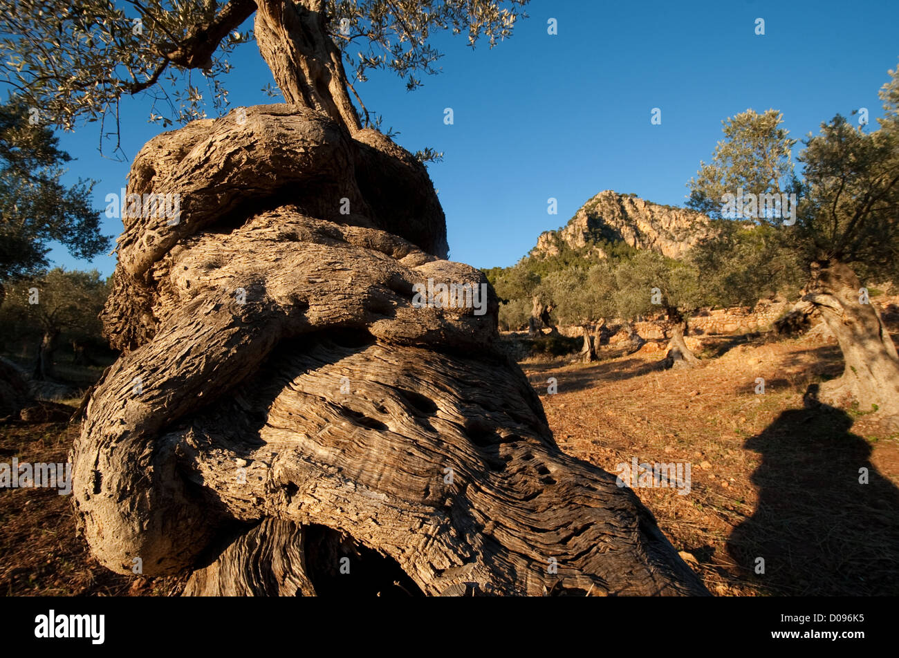 centennial olive trees from Mediterranean Mallorca island in Spain ...