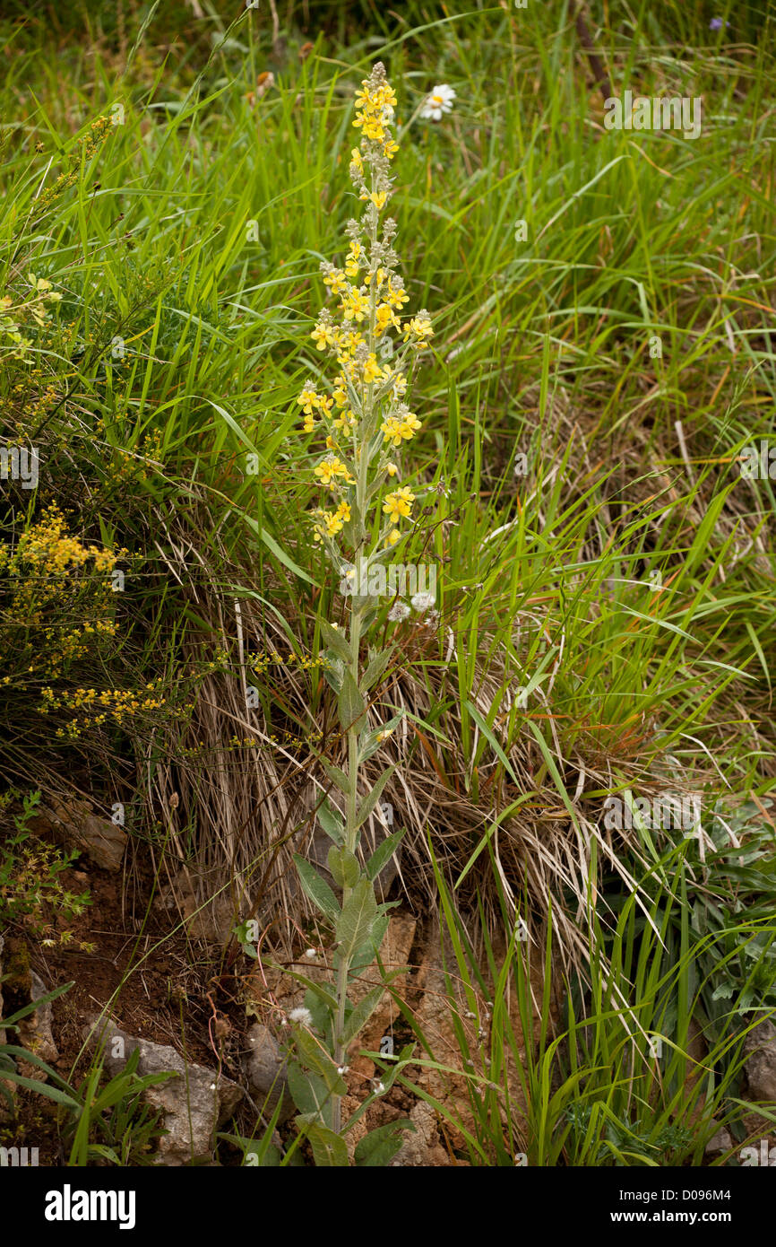 Yellow-flowered form of White Mullein (Verbascum lychnitis) in flower ...