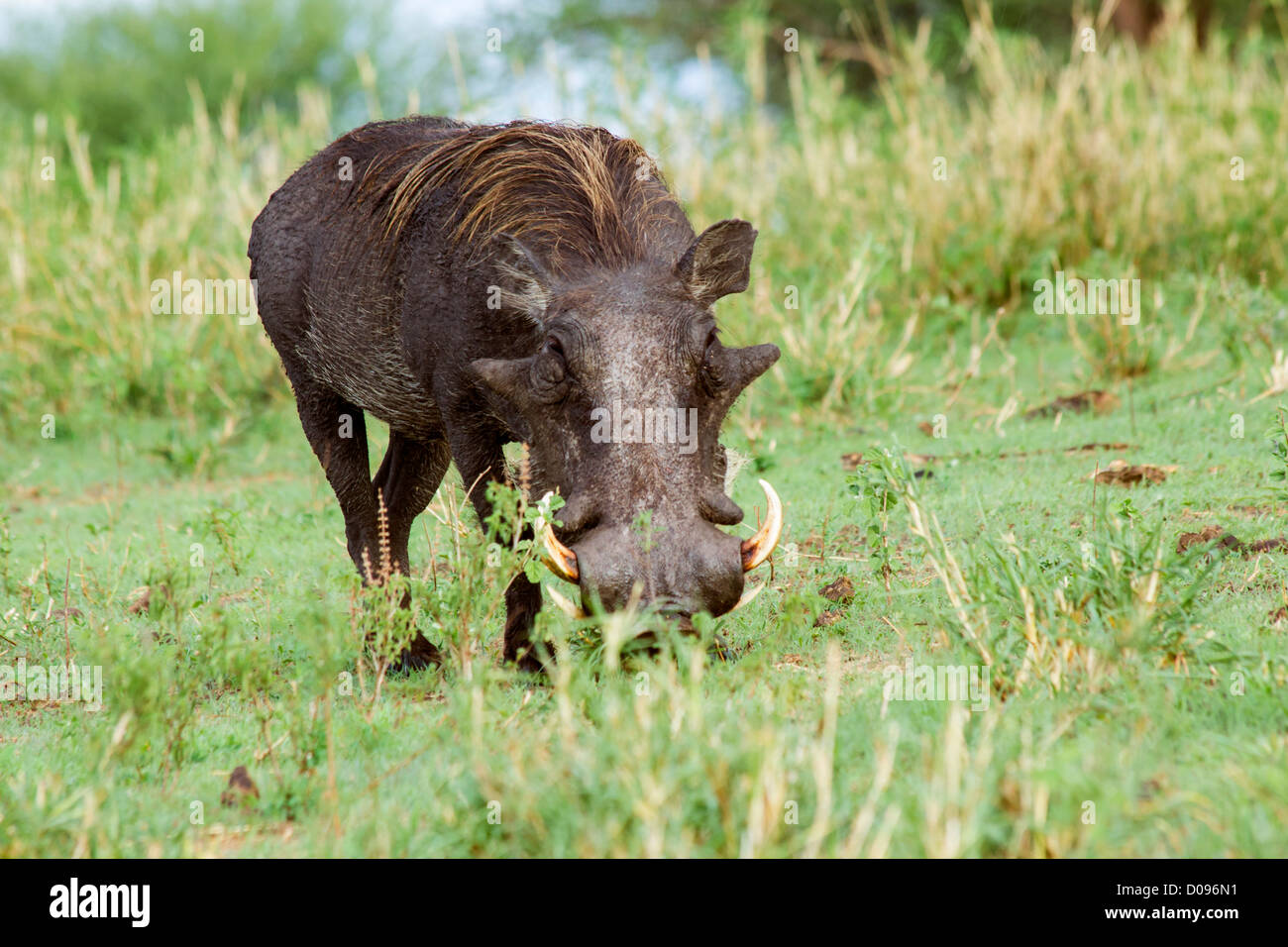 Warthog with piglets, Tarangire National Park, Tanzania, Africa Stock ...