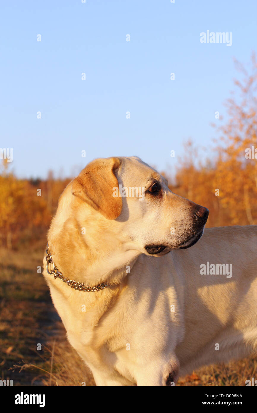 hunting dog ( golden labrador ) in the woods Stock Photo - Alamy