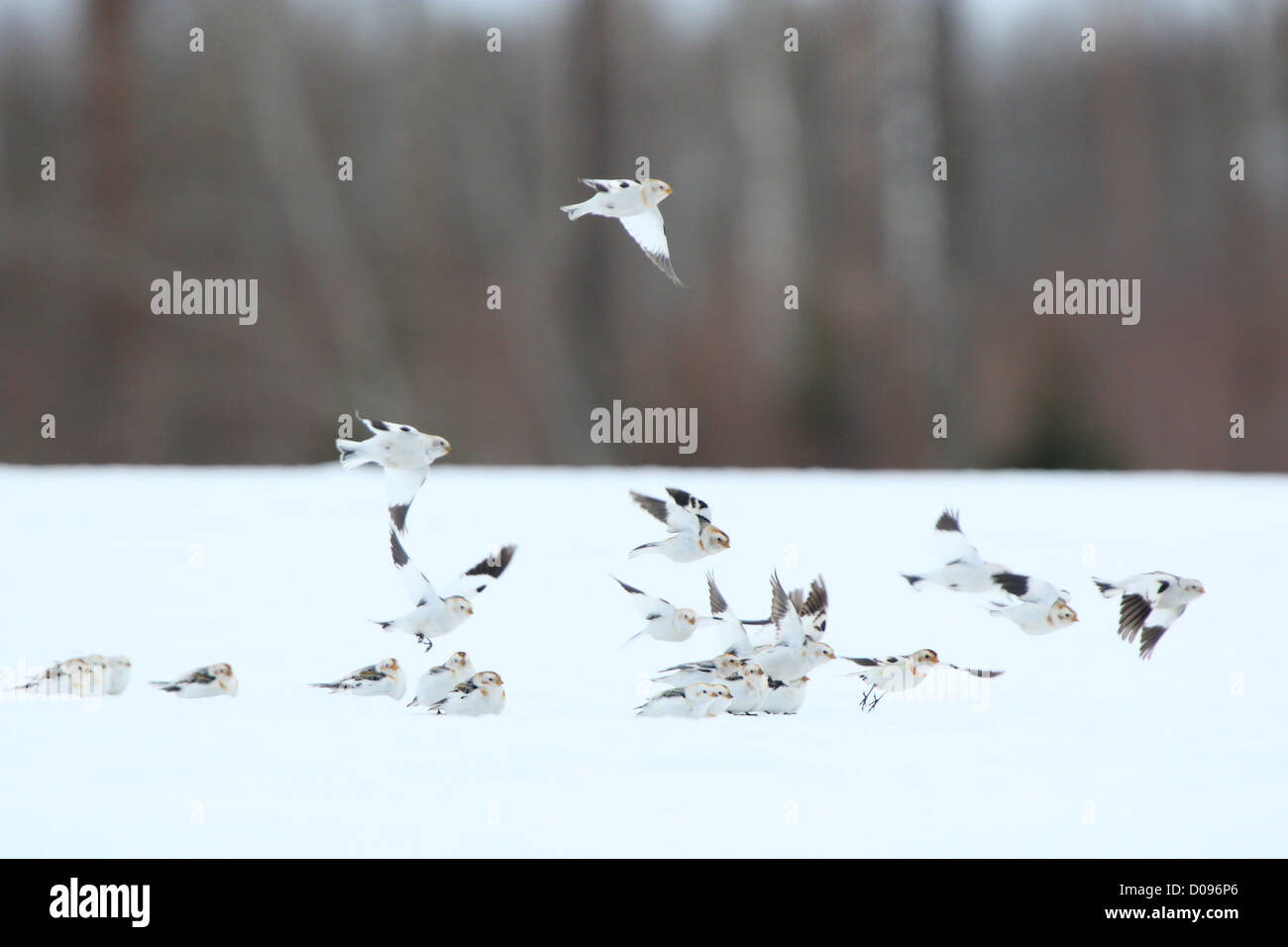 Flying buntings hi-res stock photography and images - Alamy