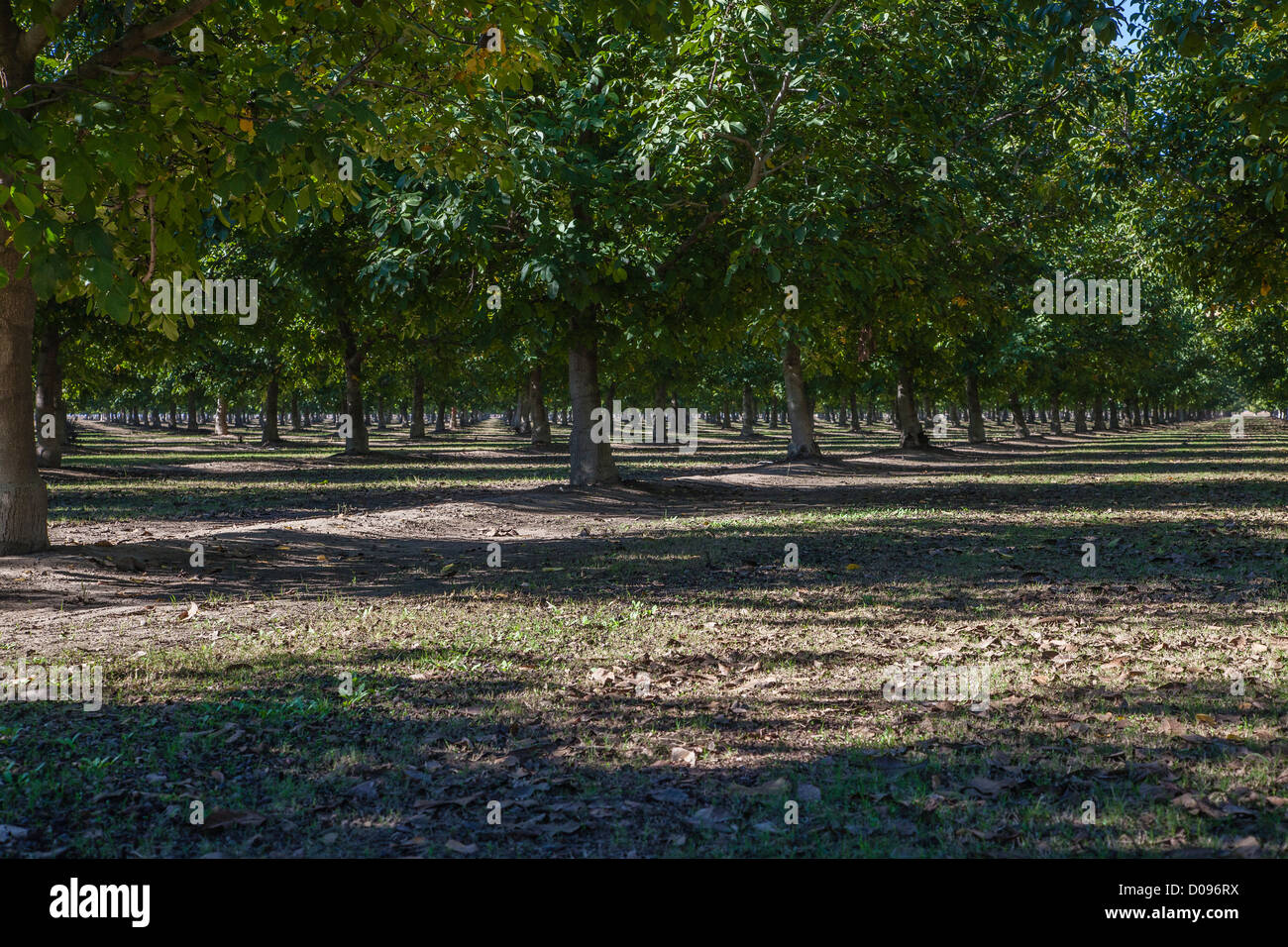 Rows of walnut trees in a walnut orchard in Colusa County, California ...