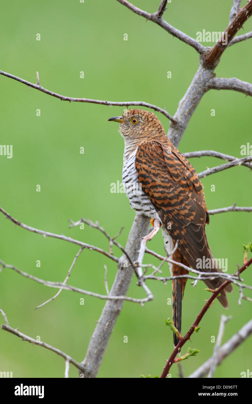 Cuckoo bird uk hi-res stock photography and images - Alamy