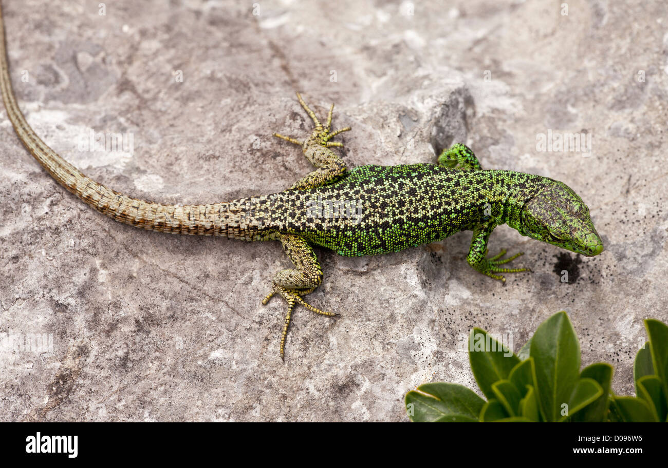 Iberian Rock Lizard (Iberolacerta monticola) close-up, on limestone ...