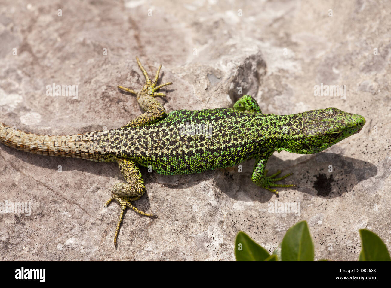 Spain peaks of europe resting settled still outdoors outside hi-res ...