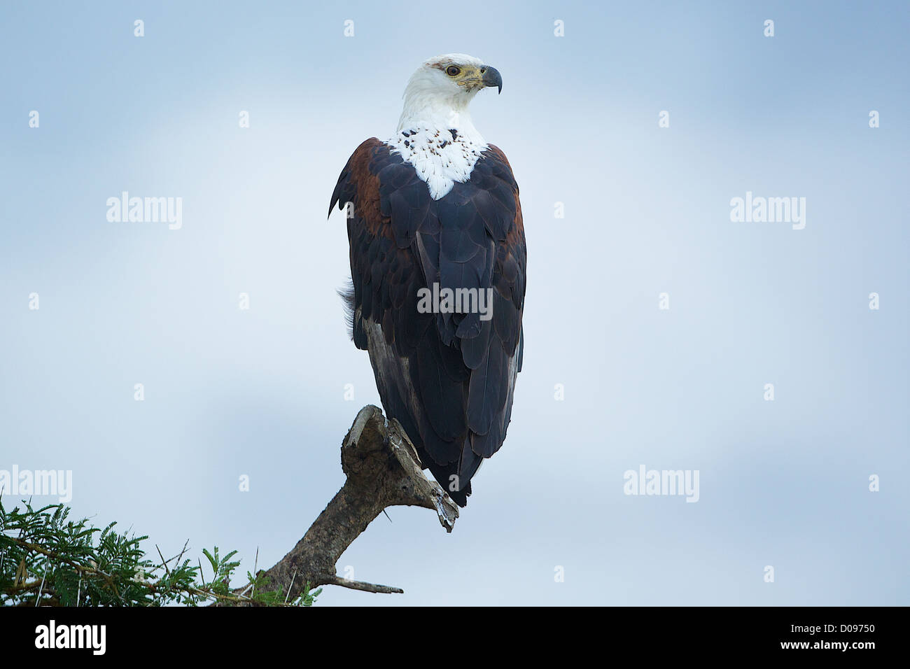 Eagle veiw hi-res stock photography and images - Alamy