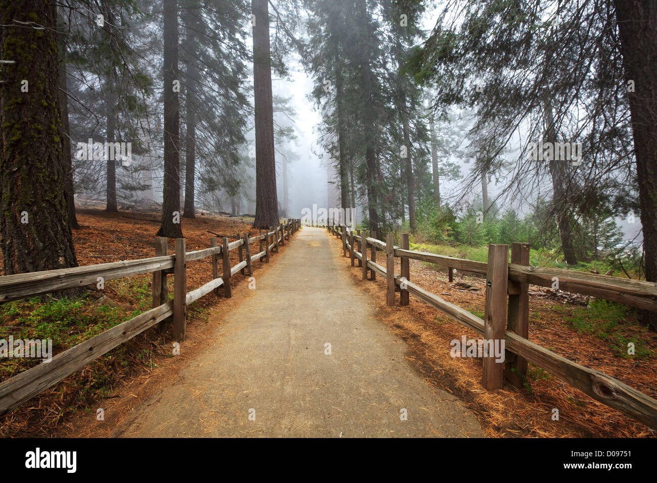 Flag in the sequoia forest hi-res stock photography and images - Alamy