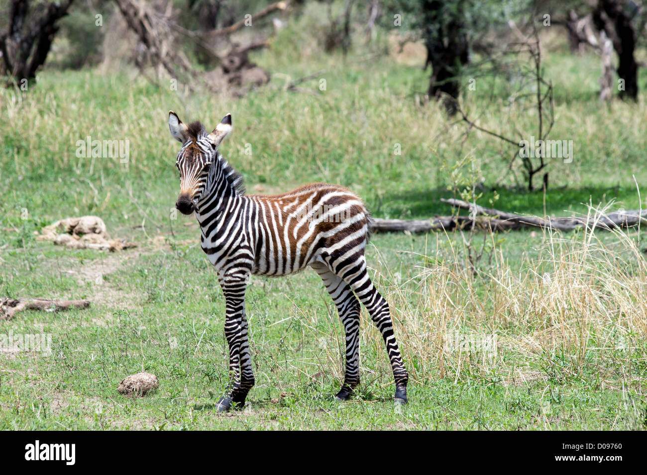 Baby zebra hi-res stock photography and images - Alamy