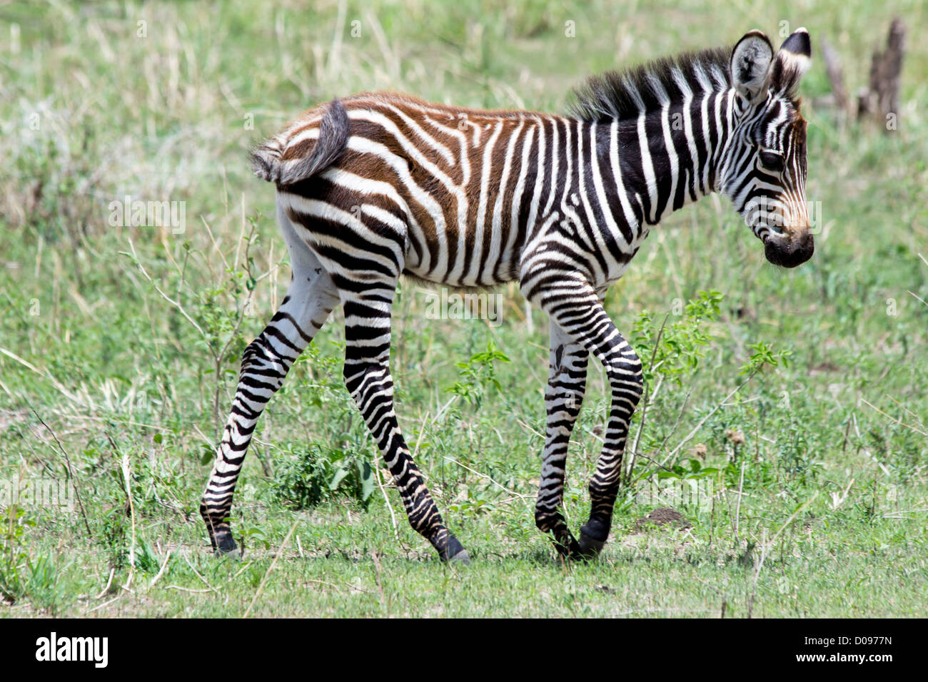 Baby Zebra Images