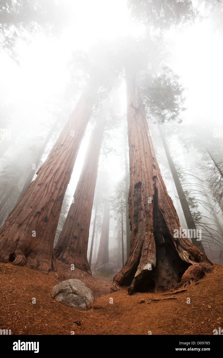Flag in the sequoia forest hi-res stock photography and images - Alamy