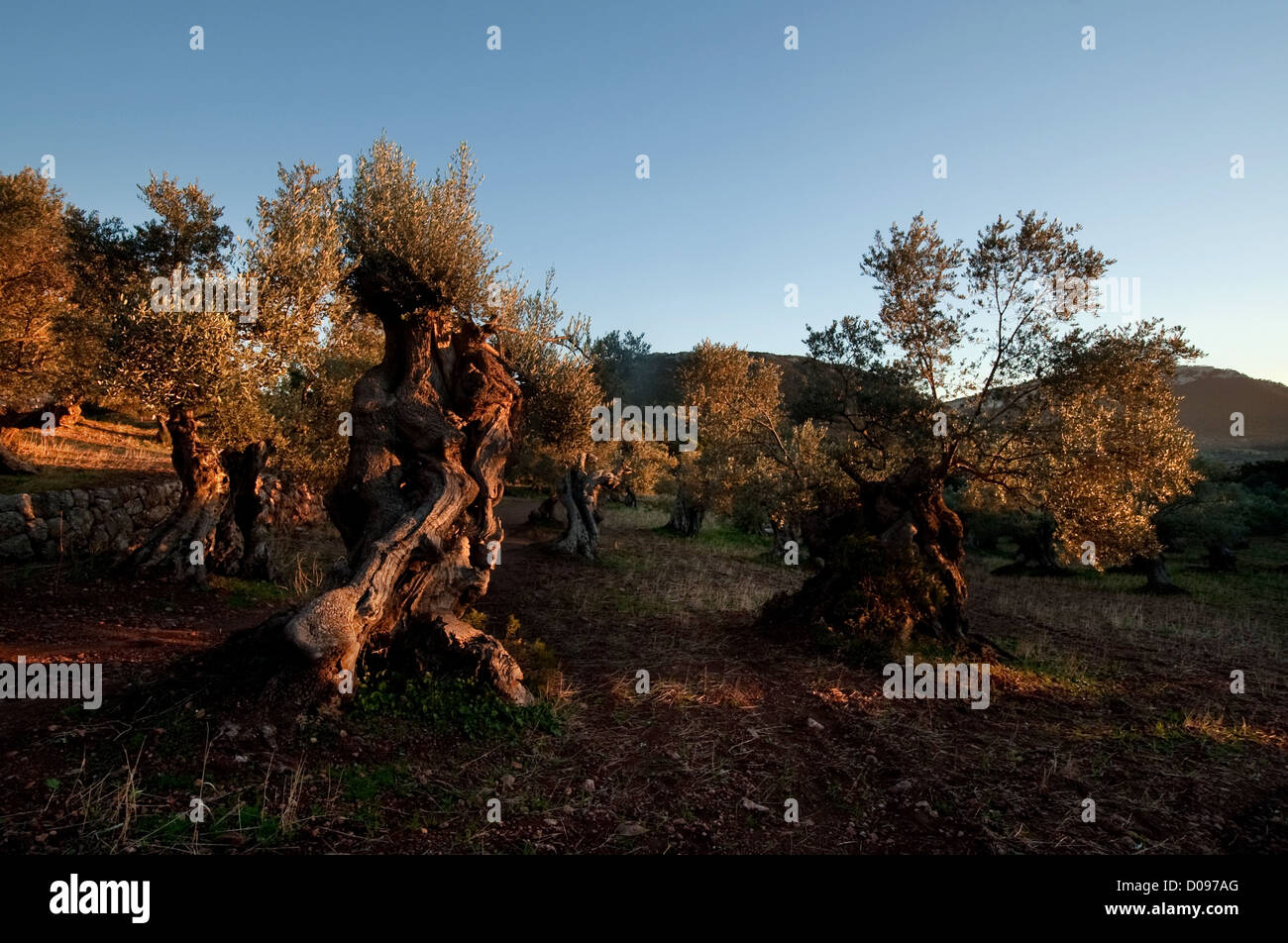 centennial olive trees from Mediterranean Mallorca island in Spain ...