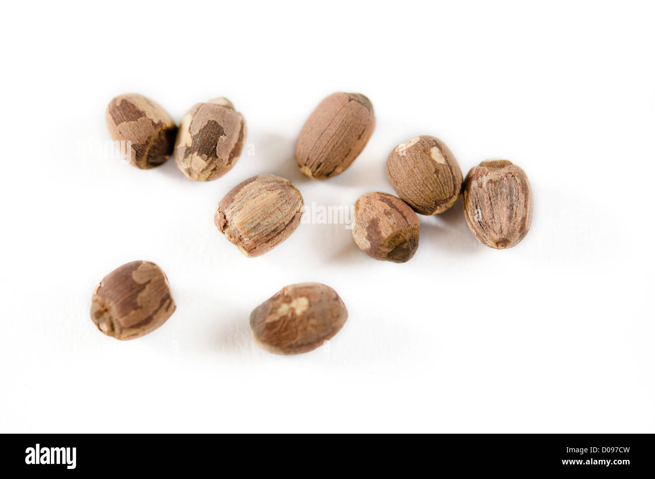 red lotus seeds on white background Stock Photo - Alamy