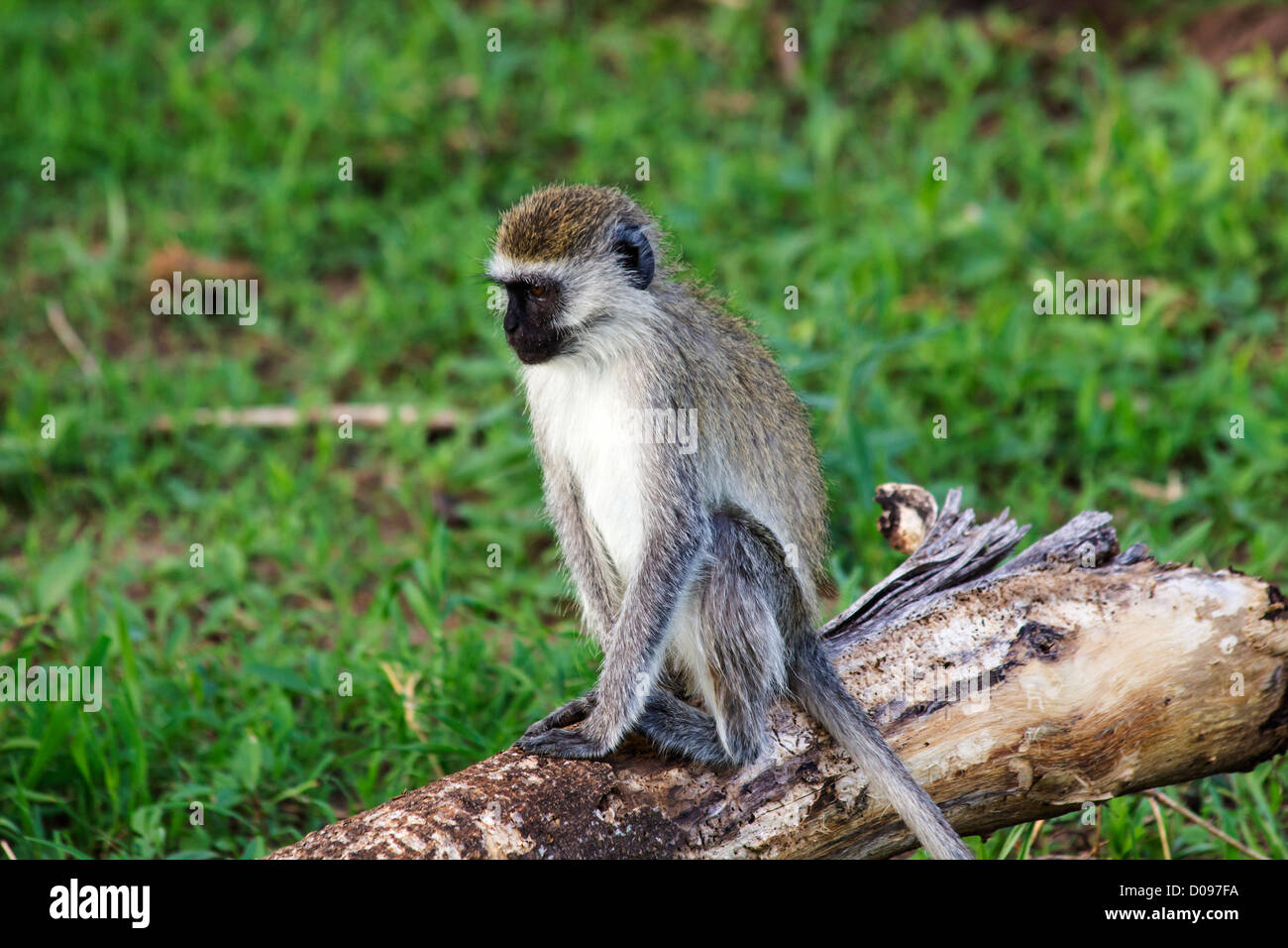 Velvet monkey, Tarangire National park, Tanzania, Africa Stock Photo ...